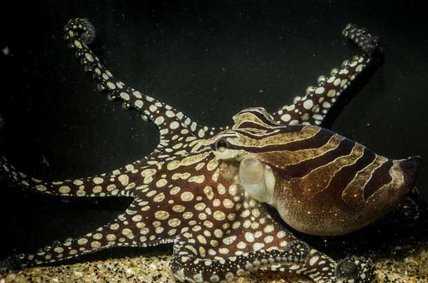 Larger Pacific Striped Octopus is rediscovered, comes from Nicaragua ...