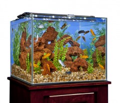 Marineland Frameless Cube Aquariums are now the norm for UPG | Reef ...