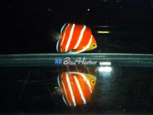 Five live peppermint Angelfish make their way to Blue Harbor Japan ...