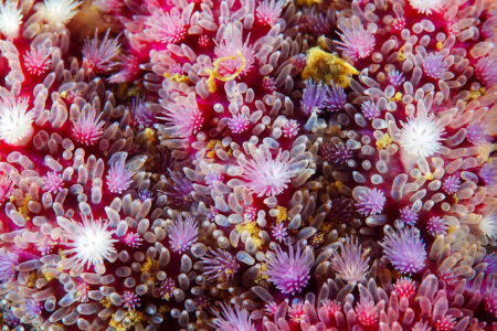 Friday Smorgasbord: Starfish, weird fish and sea foam | Reef Builders ...