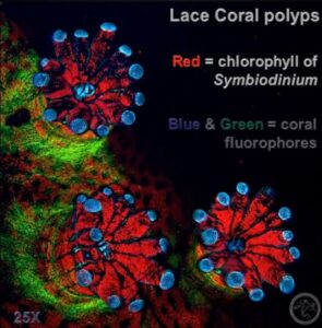 Fascinating footage of fluorescent corals under confocal microscope ...