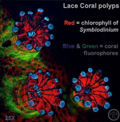 Fascinating footage of fluorescent corals under confocal microscope ...