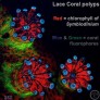 Fascinating footage of fluorescent corals under confocal microscope ...