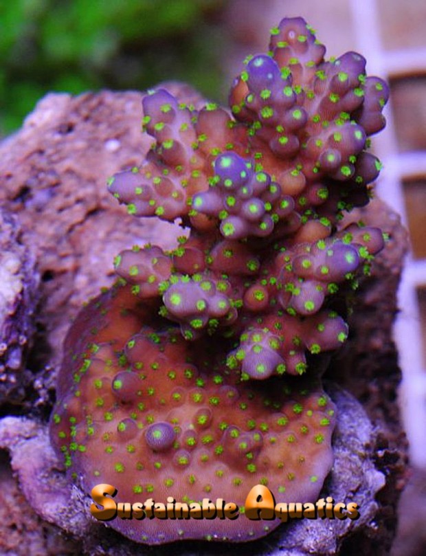 Sustainable Aquatics cultured corals coming soon | Reef Builders | The ...