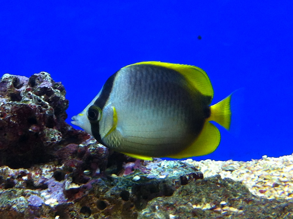 Chaetodon leucopleura offered in The Netherlands | Reef Builders | The ...