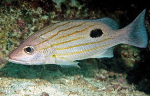 Lutjanus indicus and L. papuensis, two new snapper species that are ...