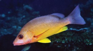Lutjanus indicus and L. papuensis, two new snapper species that are ...
