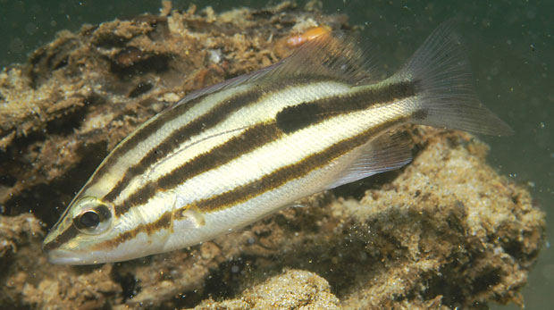 Lutjanus indicus and L. papuensis, two new snapper species that are ...