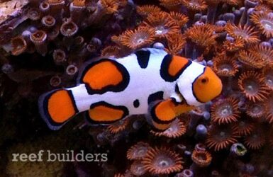 Kevin Kohen’s Picasso clownfish are the pinnacle of designer perculas ...