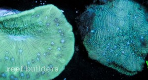 Awesome Fungiid is either Podabacia or a special form of Lithophyllon ...