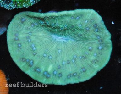 Awesome Fungiid is either Podabacia or a special form of Lithophyllon ...