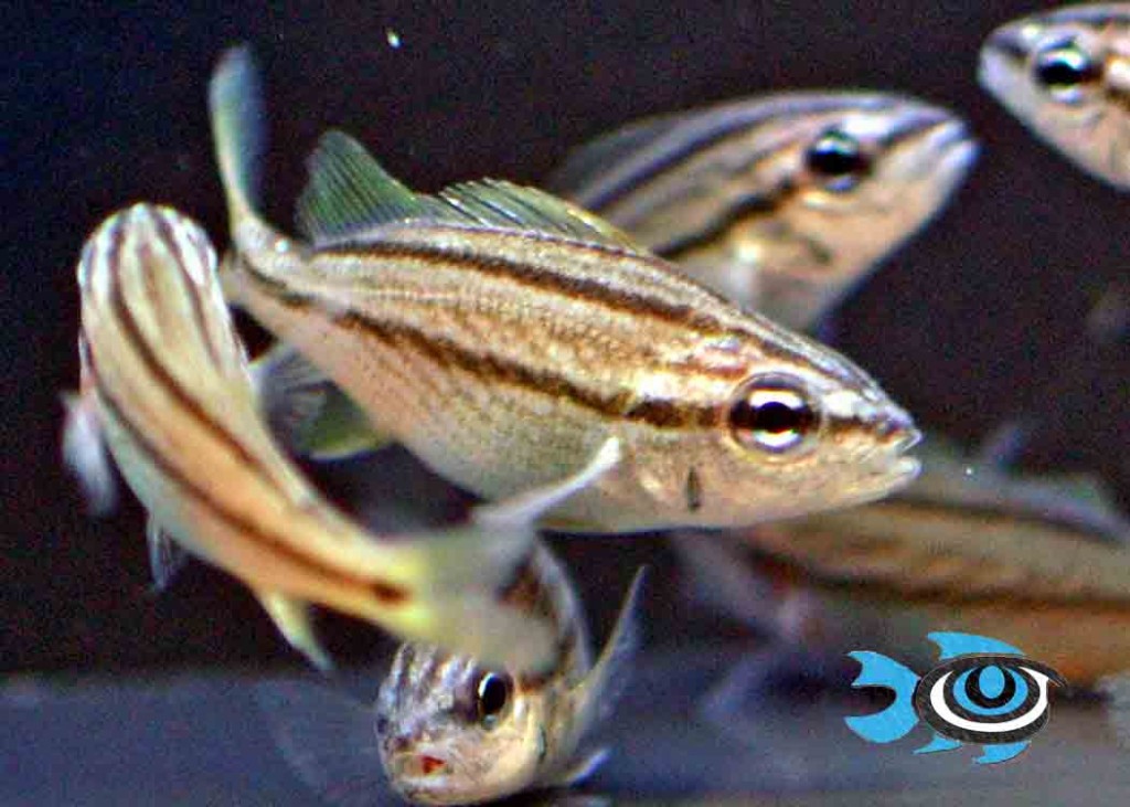 Fisheye Aquaculture Releases first captive-bred French Grunts | Reef ...