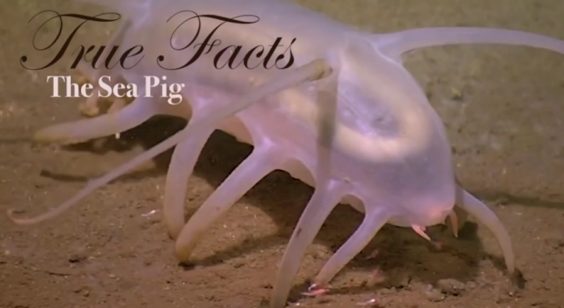 True Facts about the Sea Pig is another hilarious video in the series ...