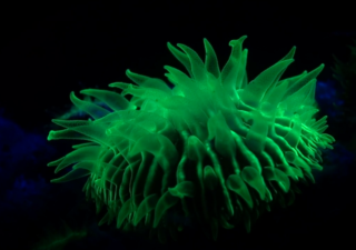 Tag: fluorescent night dive | Reef Builders | The Reef and Saltwater ...