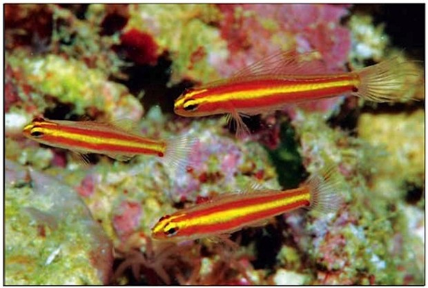 Eviota pamae, the newly described sunrise dwarf goby will take your ...
