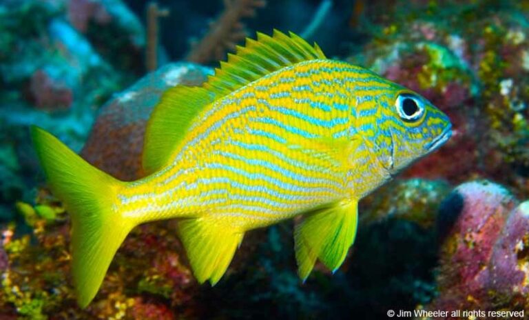 Fisheye Aquaculture Releases first captive-bred French Grunts | Reef ...