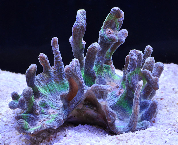 Rainbow Pectinia alcicornis are totally hot this year | Reef Builders ...