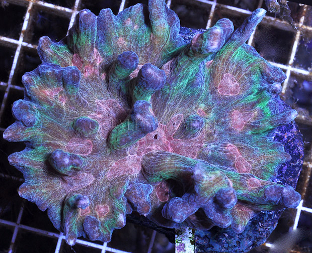 Rainbow Pectinia alcicornis are totally hot this year | Reef Builders ...