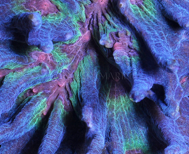 Rainbow Pectinia alcicornis are totally hot this year | Reef Builders ...