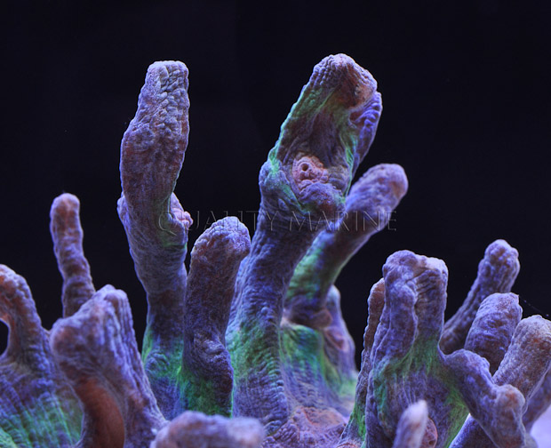 Rainbow Pectinia alcicornis are totally hot this year | Reef Builders ...