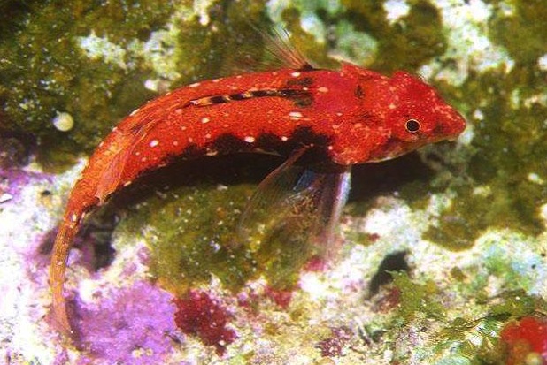 Ruby red dragonet make simultaneous worldwide splash | Reef Builders ...