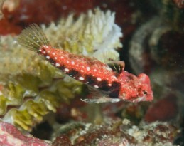Ruby red dragonet make simultaneous worldwide splash | Reef Builders ...