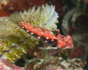 Ruby red dragonet make simultaneous worldwide splash | Reef Builders ...