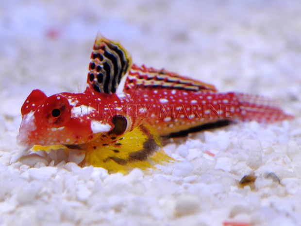 Ruby red dragonet make simultaneous worldwide splash | Reef Builders ...
