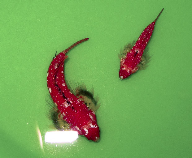 Ruby red dragonet make simultaneous worldwide splash | Reef Builders ...