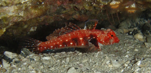 Ruby red dragonet make simultaneous worldwide splash | Reef Builders ...