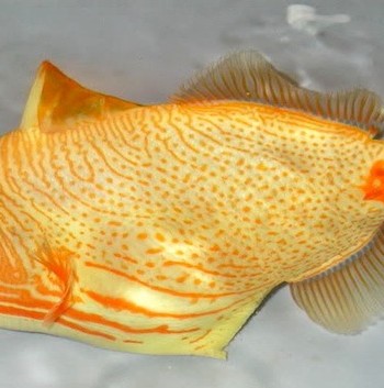 RVS Fishworld Reels in Another Remarkable Xanthic Triggerfish | Reef ...