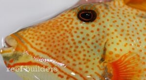 Incredible xanthic triggerfish makes its way to Elos Aquastudio New ...