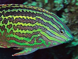 Red Sea leopard wrasse now its own species, Macropharyngodon marisrubri ...