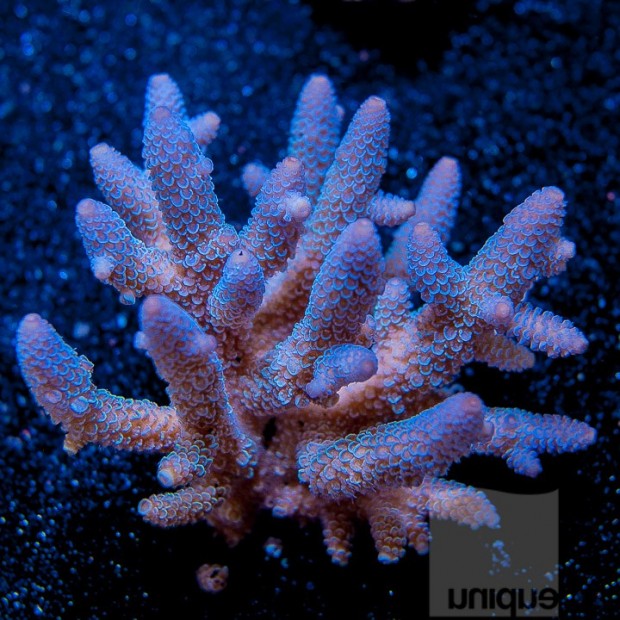Blue Acropora spathulata makes our polyps swoon | Reef Builders | The ...