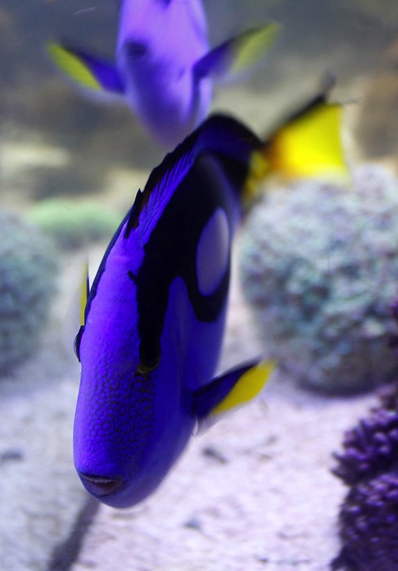 “Finding Dory” sure to have huge impact on blue hippo tangs, aquarium ...