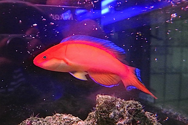 The most exquisite Pintail fairy wrasse brought up from Japanese abyss ...