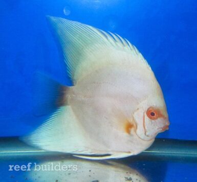 Longfin Boomerang Discus catch this reefer’s eye at Aquarama 2013 ...