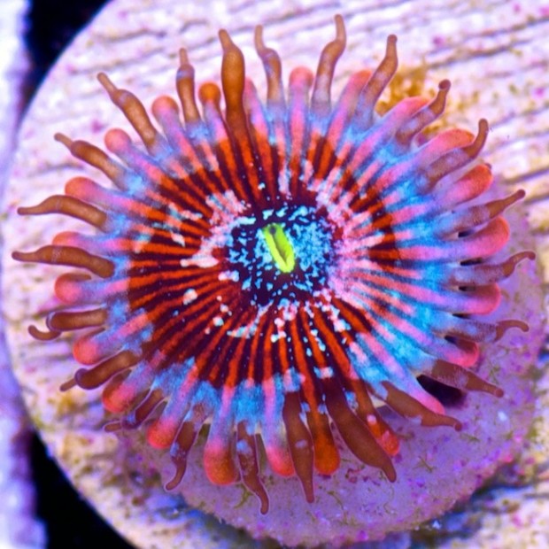 Cherry Corals’ latest crop of extreme zoanthid closeups will melt your ...