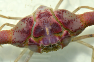 Ixa cylindrus is a spooky purple crab for your peaceful refugium | Reef ...