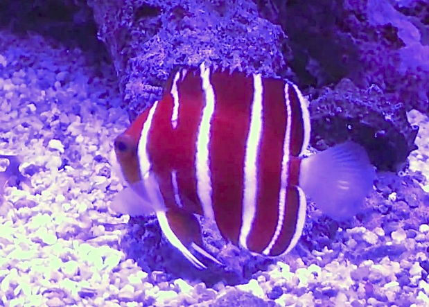 Baby peppermint angelfish video is the pinnacle of cute reef life ...
