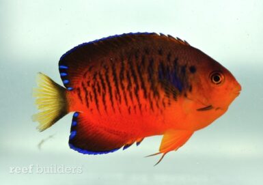 Mango angelfish from Guam resurfaces after long hiatus | Reef Builders ...