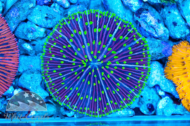 Crazy awesome batch of colorful Cycloseris lands at White Corals | Reef ...