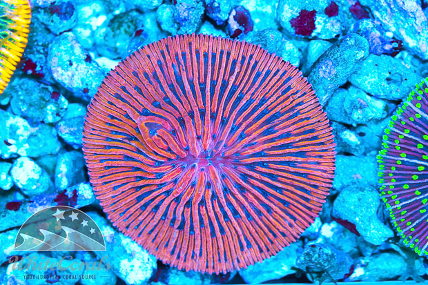 Crazy awesome batch of colorful Cycloseris lands at White Corals | Reef ...