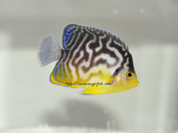 Updates on the divine new Paracentropyge multifasciata x P. venustus ...