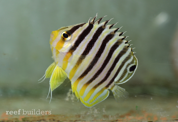 Marshallese multibar angelfish is the healthiest Paracentropyge we’ve ...