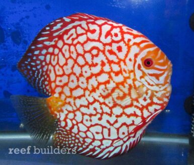 The best discus of Aquarama 2013: Symphysodon like you’ve never seen it ...