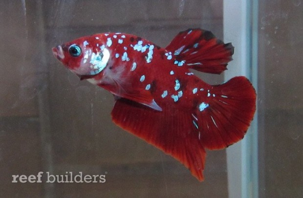Incredible freshwater fish like this jeweled betta are impossible to ...