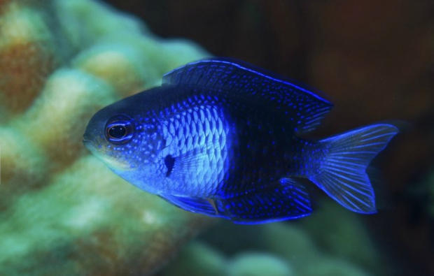 Intimate video of Easter Island shows off its rare endemics in full HD ...