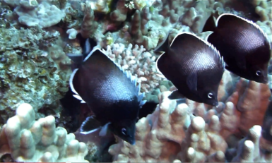 Intimate video of Easter Island shows off its rare endemics in full HD ...