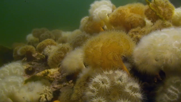 The Alaskan reefs feature some staggering beauty [VIDEO] | Reef ...